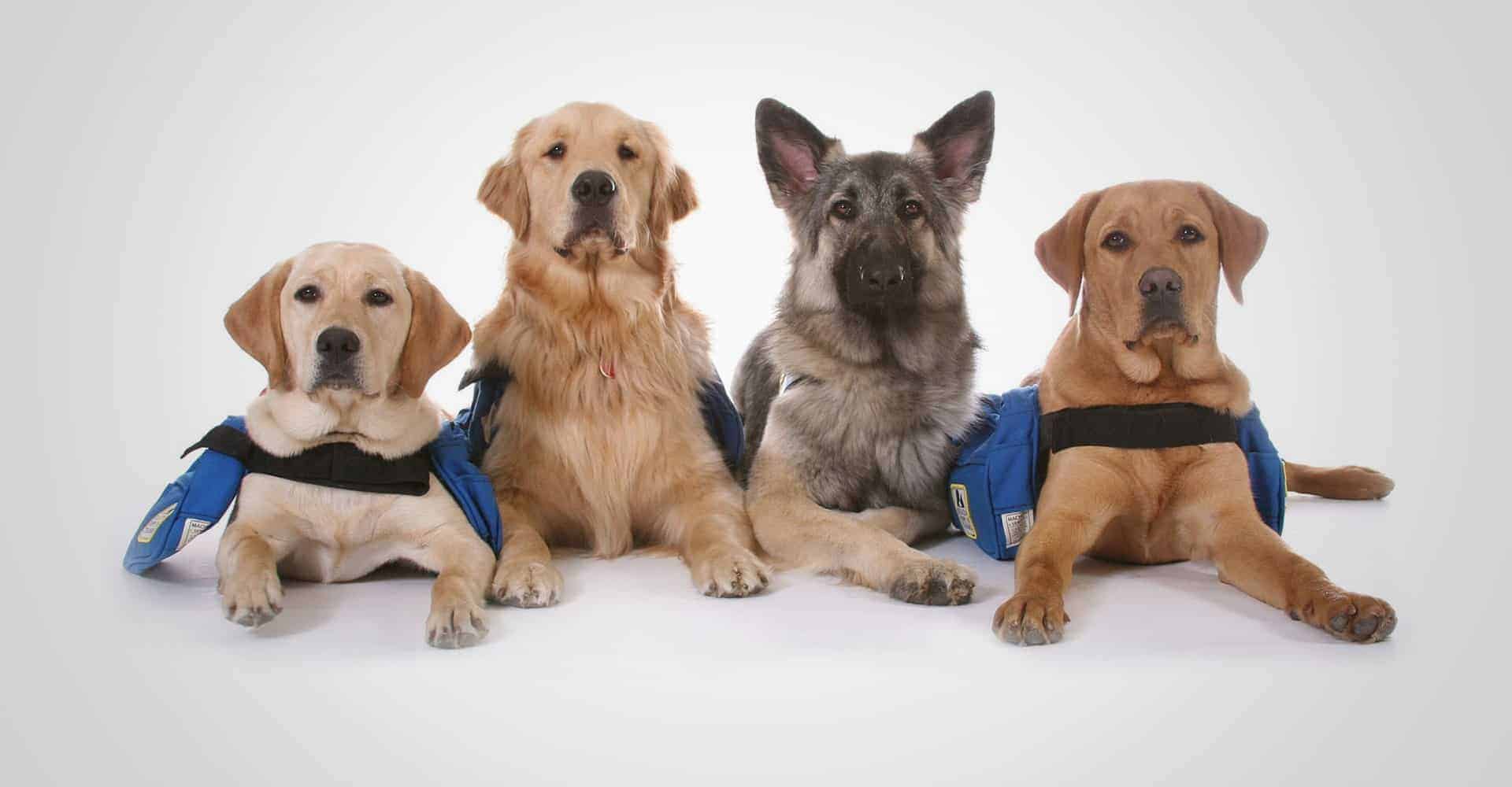 Service Animal Badge | Service Dog ID Tag | Emotional Support Dog ID ...